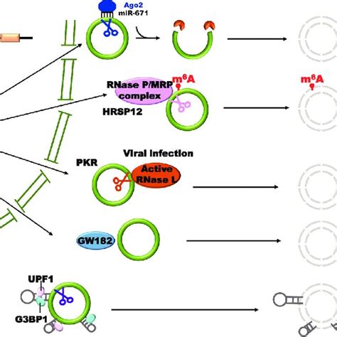 Circular RNAs Biogenesis A Model Shows A Pre MRNA With 4 Exons And How Download Scientific