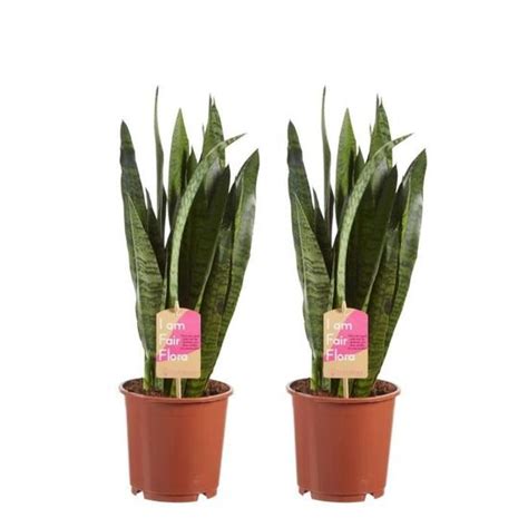 Sanseveria Zeylanica Langue De Belle Mère Succulente 2 Plantes