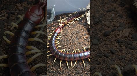 Scolopendra Gigantea Mating Youtube