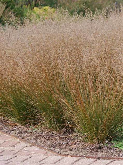 Prairie Dropseed Tara
