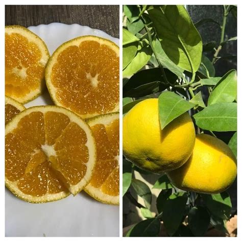 Лимон, апельсин, мандарин.: 270 грн. - Кімнатні рослини Городок на Olx