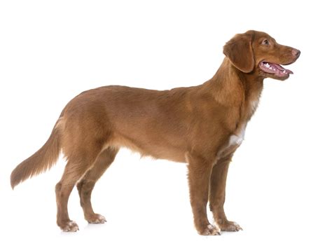 Nova Scotia Duck Tolling Retriever Alle Hunde Fakten Bilder