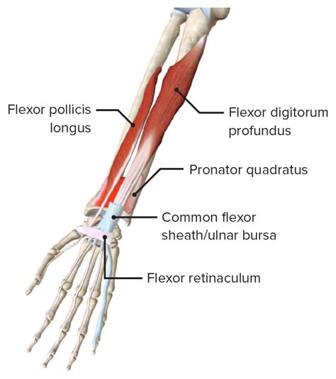 Forearm Anatomy Concise Medical Knowledge