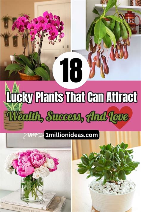 Lucky Plants That Can Attract Wealth Success And Love