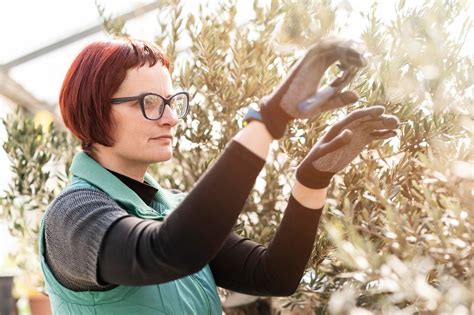 ¿cada Cuanto Regar Con Fertilizante Su Planta De Cannabis