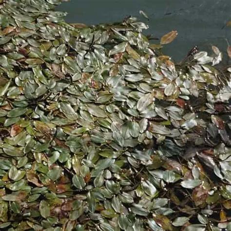 15 Native Texas Pond Plants Top Species Pond Informer
