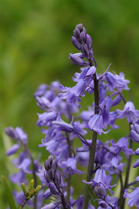 꽃 여름 Bluebells Pixabay의 무료 사진 Pixabay