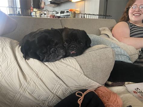 Couch Bugs Rpugs