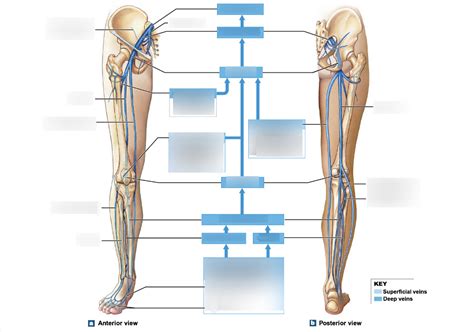 Lower Limb Veins Diagram Quizlet