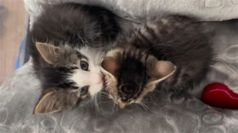 Teensie The Tiny Kitten Grows Happy And Healthy With Help From Her Bigger Brother