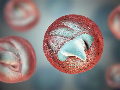 20 Facts About Cryptosporidium