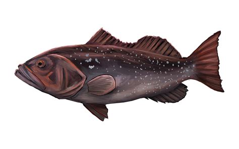 Red Grouper — Markin Fish Charters