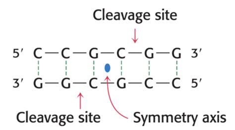 Chapter 9 Nucleic Acid Methods Flashcards Quizlet