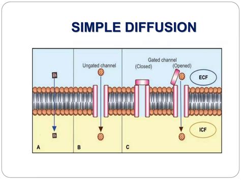 03 Passive Diffusion Adnan Ahmad Khanpptx