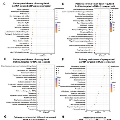 Expression Profiles Of Mrnas Lncrnas Mirnas And Pattern Diagram Of
