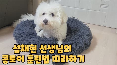 강아지입양 Vlog 설채현 선생님의 강아지 분리불안 훈련 L 콩토이 훈련 따라해보기 Youtube