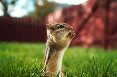 5050 Adorable Chipmunk Smooth Balls Nsfw Rgaypornornotgayporn