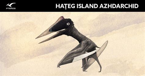 Hateg Island Azhdarchid Pteros