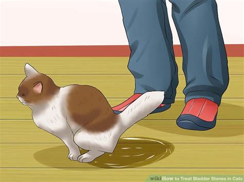 3 Ways To Treat Bladder Stones In Cats Wikihow