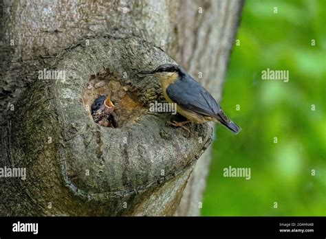 Yorkshire Wildlife Photographer Nuthatch Nest Building
