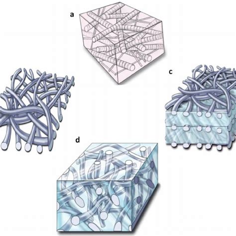 Architectural Framework Of A Native Extracellular Matrix Ecm And