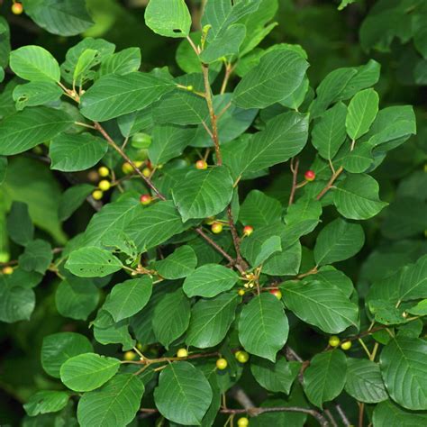 Frangula Alnus Alder Buckthorn Arthropodafotosde