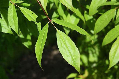 Manchurian Maple Acer Mandshuricum