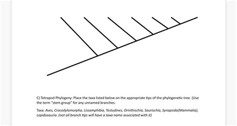 Solved C Tetrapod Phylogeny Place The Taxa Listed Below On