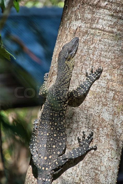 Lace Goanna Varanus Varius Or Lace Monitor Lizard In The Whitsundays