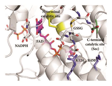 A Dimeric Structure Of S Mansoni Tgr As Derived From X Ray
