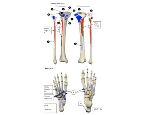 Foot And Tib Fib Origins And Insertions Quiz