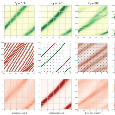 Single Cell Data And Stochastic Simulations Reveal Robust 1 1 And 1 2 Download Scientific