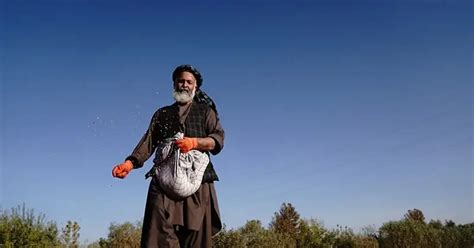 د ملګرو ملتونو د خوړو او کرنې سازمان ۴ ۲ میلیونه بزګرانو ته د غنمو تخم