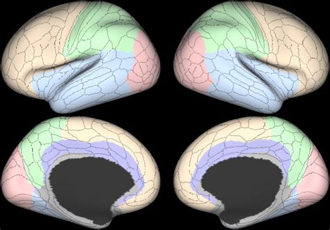 Cortical Lobes Of The Brain Anchor Chart Poster Teach