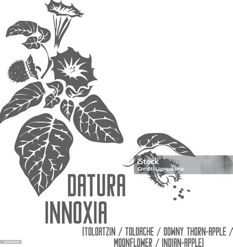 Datura Innoxia Plant Silhouette Vector Illustration Stock Illustration