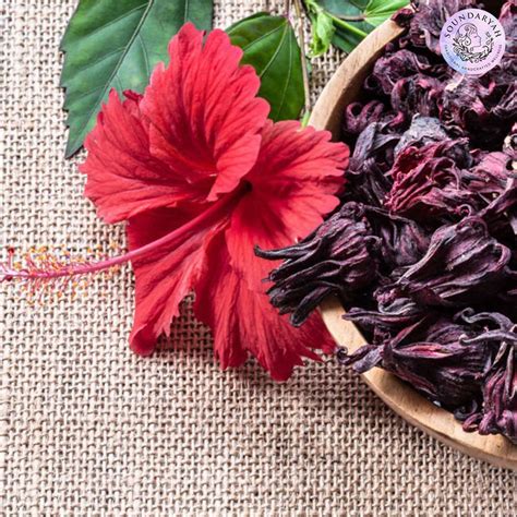 Hibiscus For Hair A Complete Guide For Using The Whole Perennial Plan