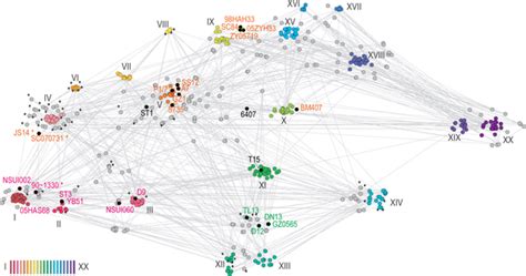 Streptococcus Suis Plos One