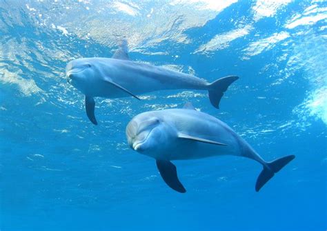 東京でほぼ100％イルカに会える！「御蔵島村」は美しい自然を存分に楽しめる島 Retrip リトリップ