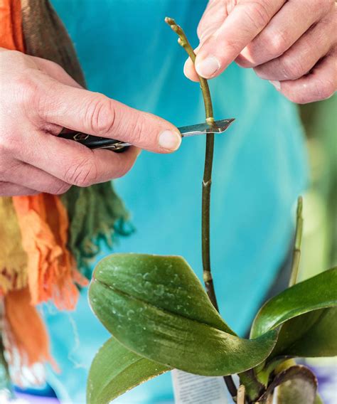 How To Propagate Orchids 4 Methods To Grow Your Collection Gardening