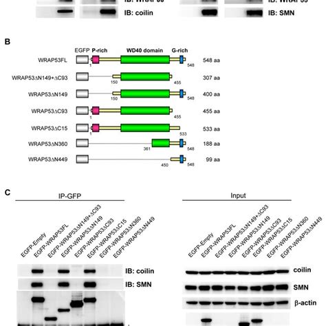 Aberrant Expression Of Wrap53 Disrupts Cajal Bodies And Mislocalizes