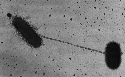 Bacterial Sex A Building Block For Biotech Circulating Now