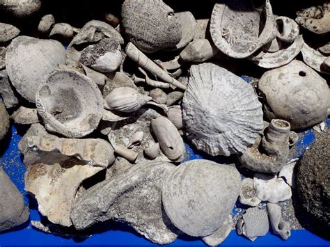 Unveiling The Mysteries Of The Past How Fossils Came To Be Dailyforest
