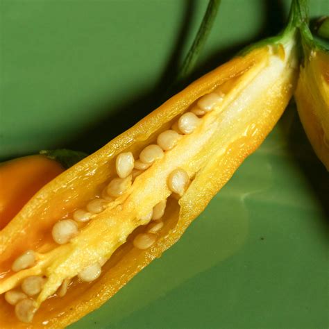 Aji Mango Pepper Seeds – Pepper Joe’s