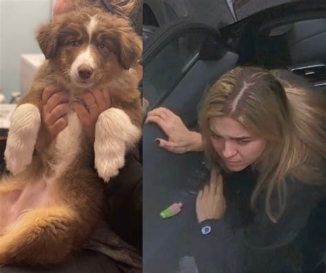 Owner Of Emaciated Dog Charged With Felony Animal Cruelty
