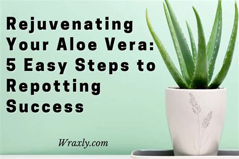 Rejuvenating Your Aloe Vera 5 Easy Steps To Repotting Success Wraxly