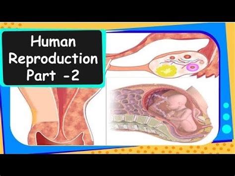 Biology - How Human Reproductive System Works - How do organisms reproduce - Part 2 -English ...