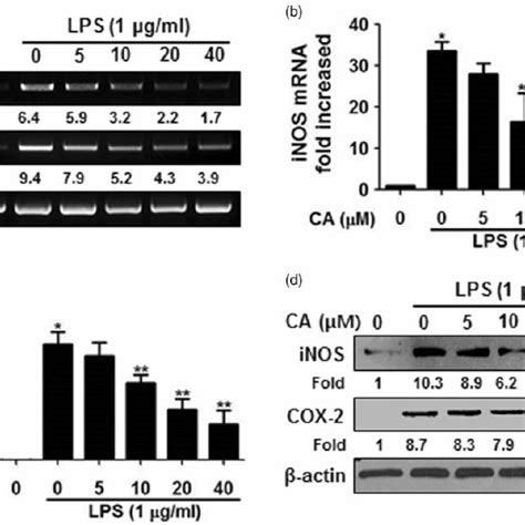 Effect Of Ca On Expression Of Lps Induced Pro Inflammatory Cytokines In