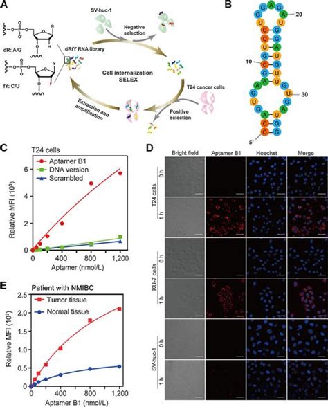 Development Of Novel Aptamer Based Targeted Chemotherapy For Bladder