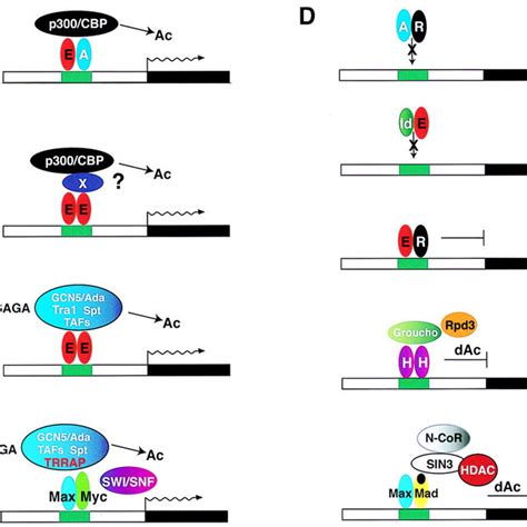 Pdf Helix Loop Helix Proteins Regulators Of Transcription In