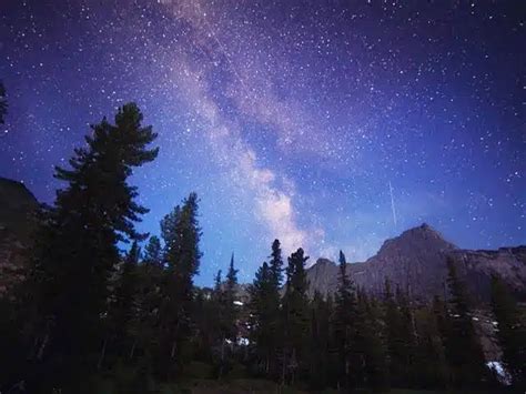 our planet has more trees compared to stars in the solar system